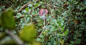 The Lore of the Lake Guardians | Pokémon GO Hub