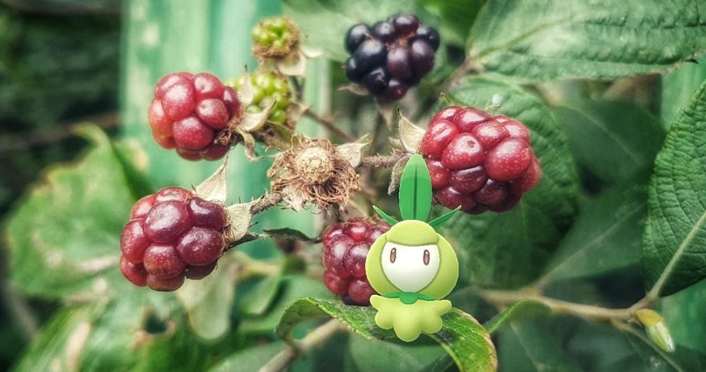 Petilil Raid Guide | Pokémon GO Hub