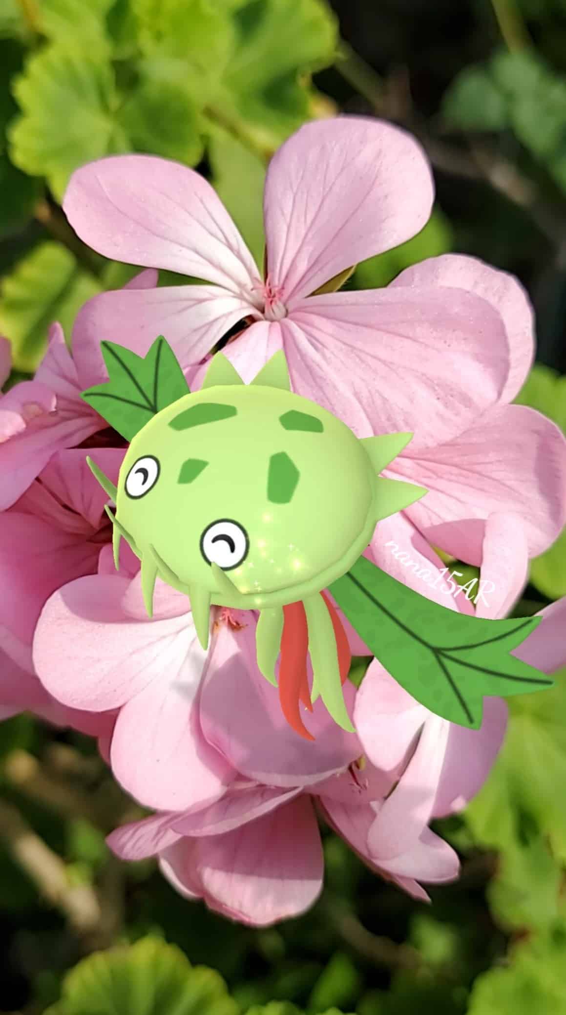 Regional Pokémon AR Showcase | Pokémon GO Hub