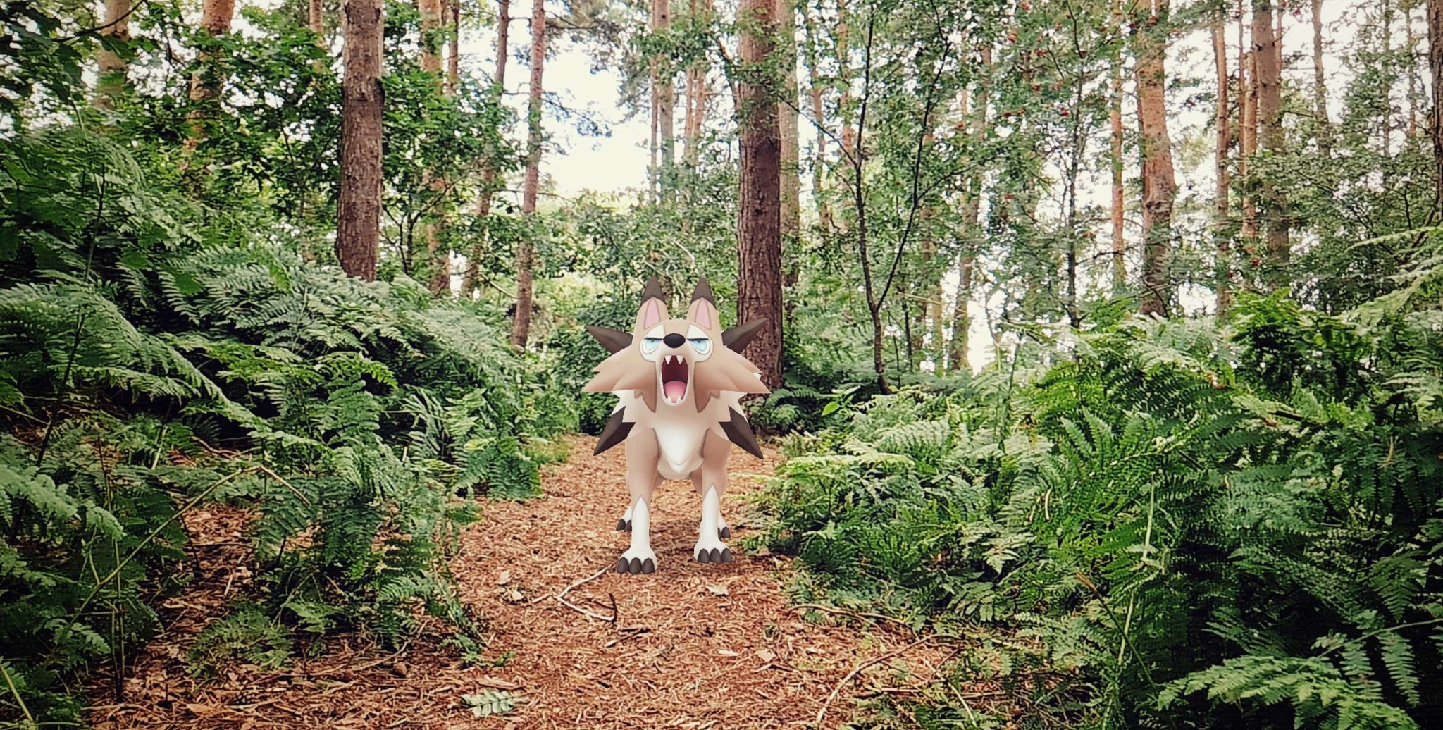 How to get Dusk Form, Midday Form, and Midnight Form Lycanroc in ...