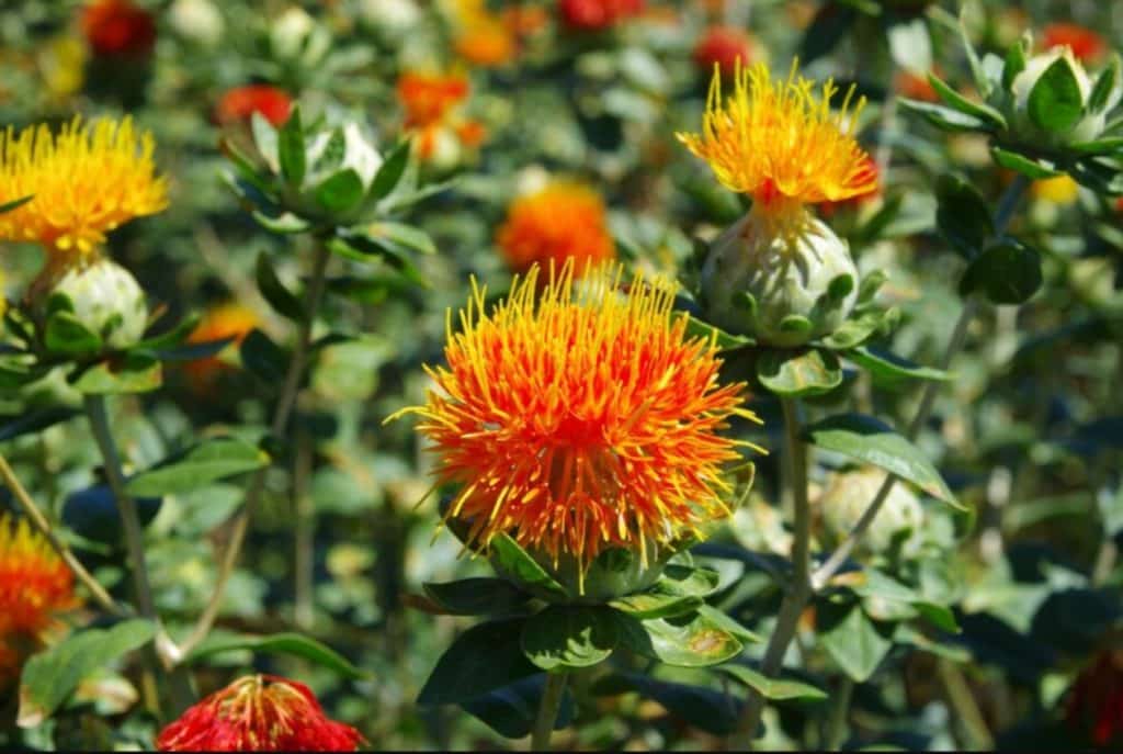 Druddigon Lore, Design & More | Pokémon GO Hub