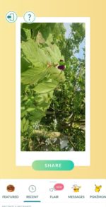 How to use the new AR Mode in Pokémon GO | Pokémon GO Hub