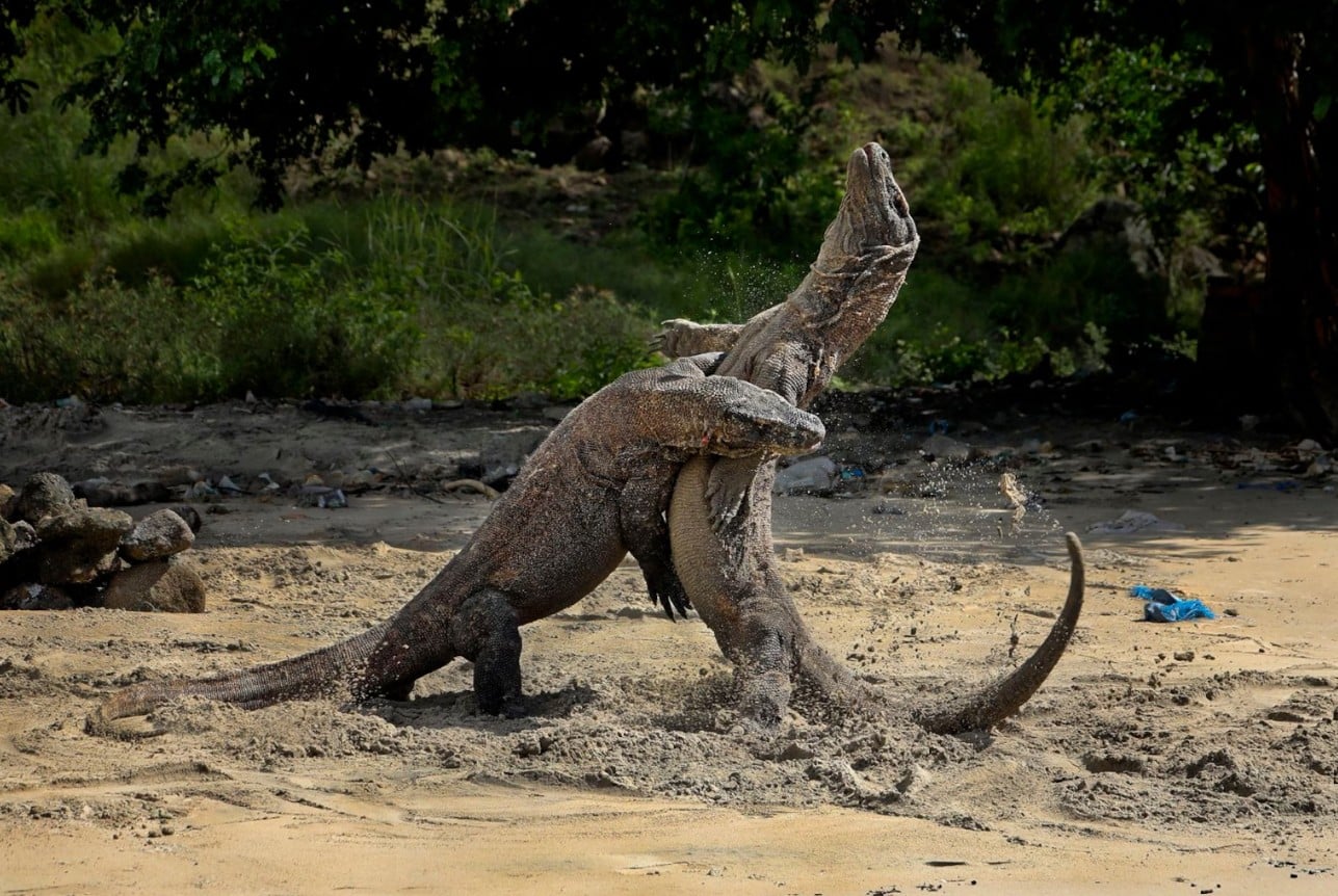 Kommo-o Design & Lore: Komodo Dragon, Dinosaur, and so much more ...