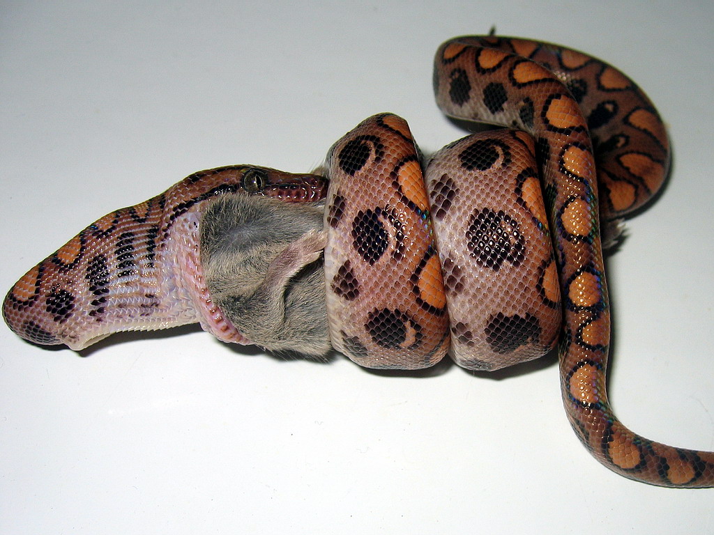 Sandaconda Lore and Design: A Tragic Genetic Disaster | Pokémon GO Hub